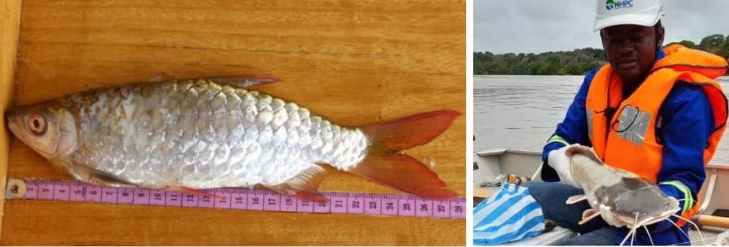 Nhpc réalise les premières pêches expérimentales à la pêcherie de ...